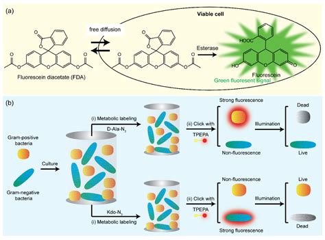 Bacteria Viability Assay At Maddison Westacott Blog