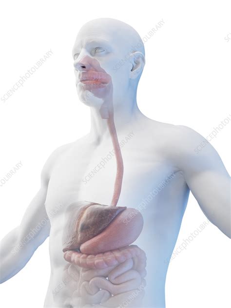 Digestive Tract Illustration Stock Image F0382904 Science Photo