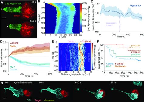 Ctl Tail Contraction And Target Cell Lysis Are Dependent On