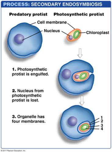 Bio Ch 28 Protists Flashcards Quizlet