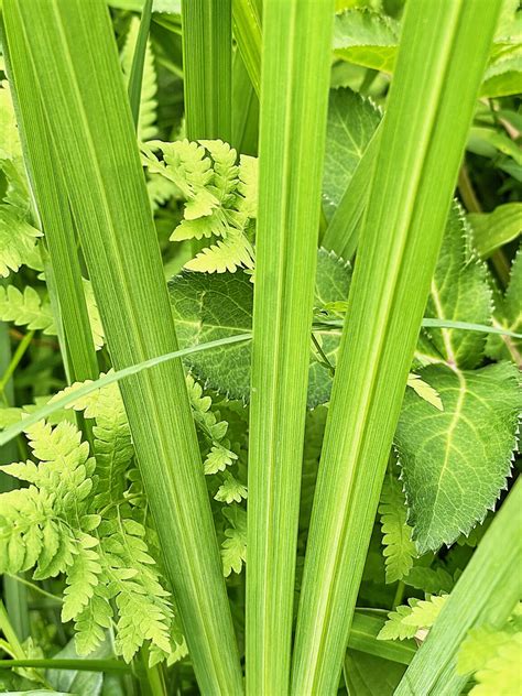 アヤメ科ノハナショウブ野花菖蒲 奥行き1mの果樹園