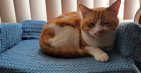 I Made A Couch For My Friends Cat But I Think My Cat Likes It A Lot