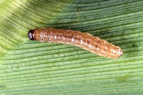 How To Identify And Control Common Beet Pests Gardeners Path