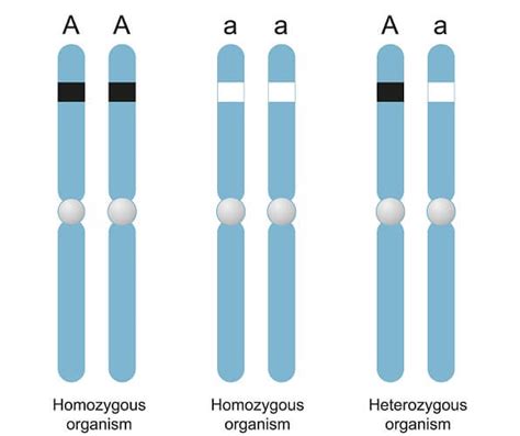 Recessive Phenotype