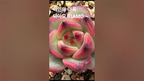 티아모 통통 색감도 사랑스런 이쁜이 ~ 파종이 실생 다육 다유기 다육이 다육식물 반려식물 다육판매 다육이판매 다육이키우기 다육인스타그램 매혹이 청주