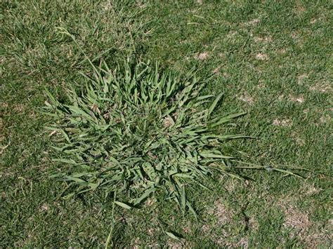 Dallisgrass Control The Best Ways To Get Rid Of Dallisgrass Agreenhand