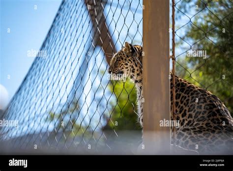 A Yellow And Black Spotted Bobcat In Palm Springs California Stock