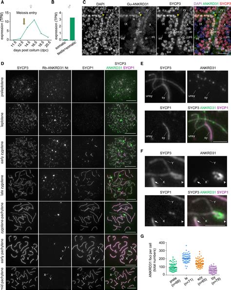 Mouse Ankrd31 Regulates Spatiotemporal Patterning Of Meiotic