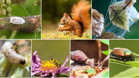 Watch Out For These 15 Common Garden Pests