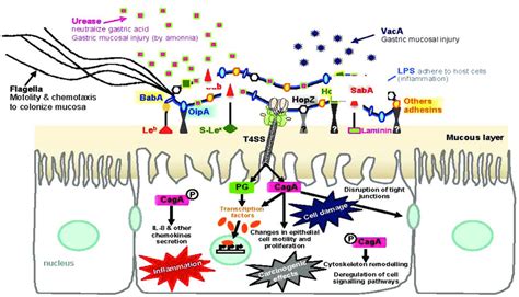 The Role Of Bacterial Adherence In Helicobacter Pylori Virulence