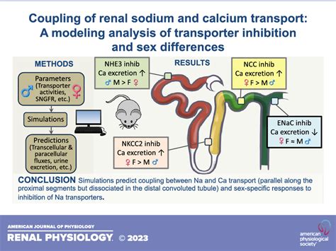 Coupling Of Renal Sodium And Calcium Transport A Modeling Analysis Of Transporter Inhibition