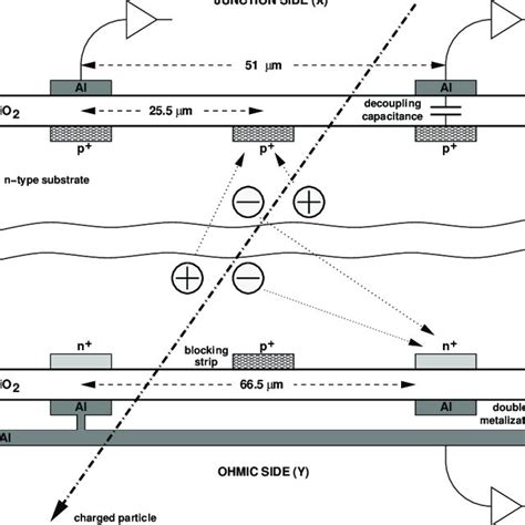 Pdf Silicon Micro Strip Detectors