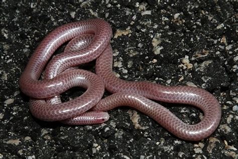 Leptotyphlops Humilis Alchetron The Free Social Encyclopedia