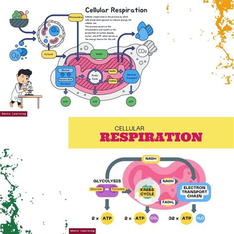 Cellular Respiration Steps For Dummies