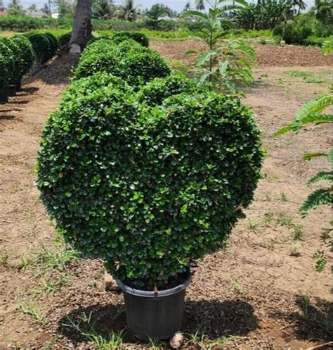 Topiaries Malphigia Topiaries Heart Shape Other From Rajahmundry