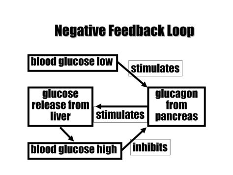 Ppt The Endocrine System Powerpoint Presentation Free Download Id