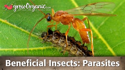 How To Utilize Beneficial Insects Parasites In Your Organic Garden