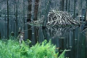 Fundamentals Of Biogeography And Ecosystems