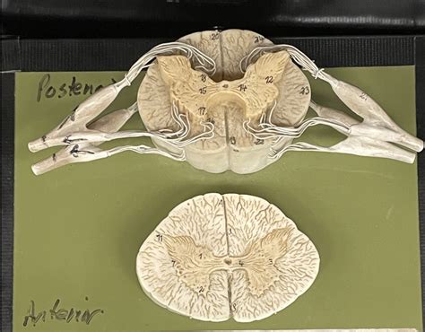 Bio 201B Exploration Of The Spinal Cord Anatomy And Function Flashcards Quizlet