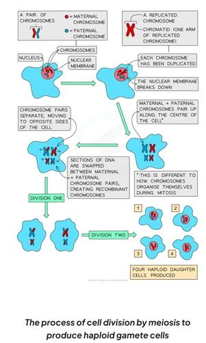 Inheritance Variation And Evolution Reproduction Meiosis Flashcards Quizlet