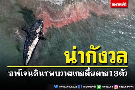 ต่างประเทศ น่ากังวล อาร์เจนตินาพบวาฬเกยตื้นตายอย่างน้อย 13 ตัว