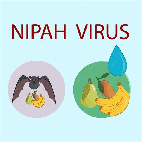 Premium Vector Infection Caused By The Nipah Virus Niv Which Is A Dangerous Virus Premium Vector Infection Caused By The Nipah Virus Niv Which Is A Dangerous Virus