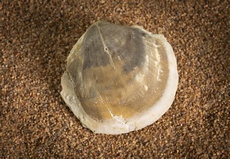 Bivalve Mollusc Fossil Stock Image C060 4475 Science Photo Library