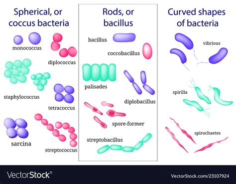 Morphology Of Bacteria Sizes Shapes Arrangements Examples