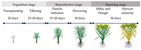 Rice Production Plan Growtech