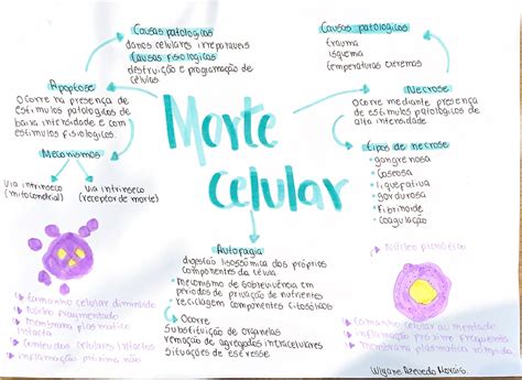 O Que é Morte Celular Braincp