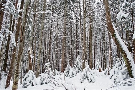 Huge Pine Trees Forest Covered By Snow Majestic Winter Landscapes