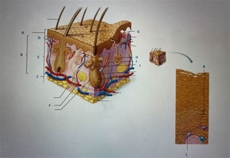 Besson 223 Exam 2 Flashcards Quizlet