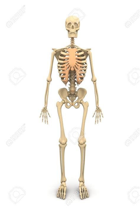 Skeletal System Diagram Quizlet