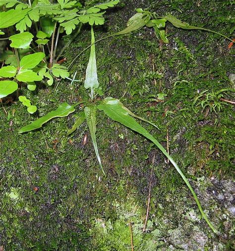 Asplenium Rhizophyllum North American Walking Fern Walking Fern