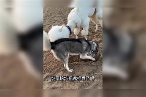 狼爱上羊神兽冰棍