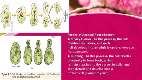 Chapter 01 Reproduction In Organisms Std Xii By