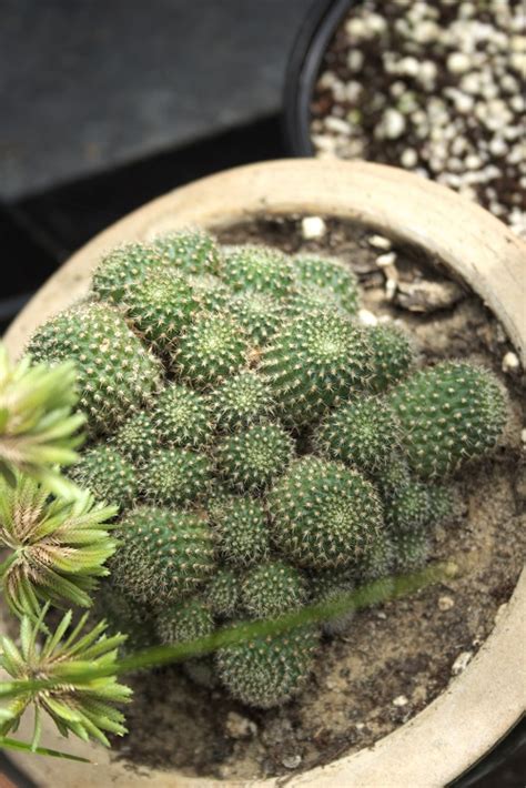 Cómo Propagar Un Cactus ¡4 Sencillos Pasos Cuidar Plantas