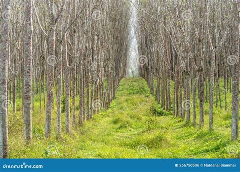 growth rubber trees in rubber plantation with very little leaves in
