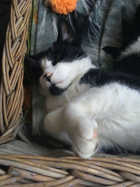 Cute Cat Poster For Sale By Non Binary Pals Redbubble