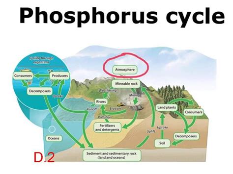 Phosphorus Cycle Diagram Easy