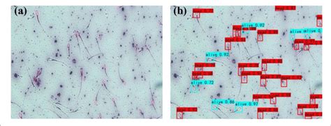 Yolo4 Recognition Results A Original Image B Image After Testing Download Scientific