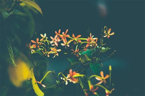 Asexual Reproduction In Algae A Comprehensive Guide