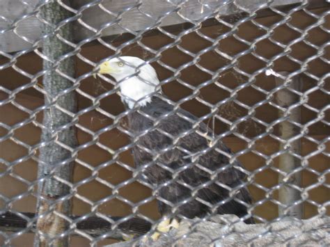 Ap Bio Final Project Analogous Structures And Tertiary Consumer