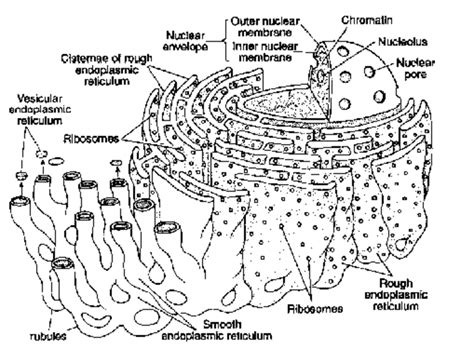 What Is Endoplasmic Reticulum
