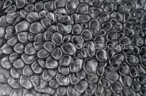 Rayleigh Benard Convection