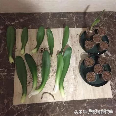 你知道君子蘭能葉插嗎？只用一片葉子就能繁殖一盆，新手也能 每日頭條