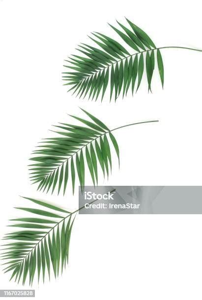 Tropengrüne Palmenblätter Äste Musterrahmen Auf Weißem Hintergrund Top Viewcopy Spaceabstract