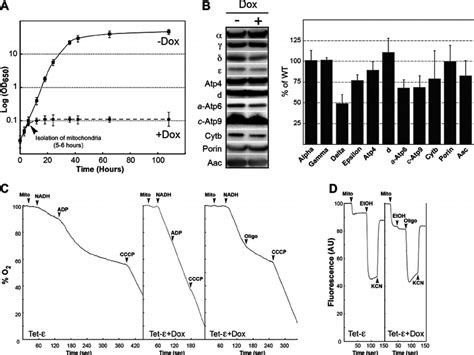 A block in ATP synthase subunit ε expression is rapidly followed by F Download Scientific
