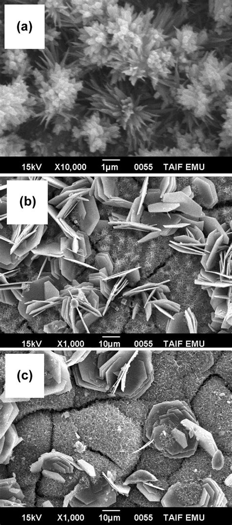Sem Micrographs Of A Electro Coated Titanium Substrate B After Download Scientific Diagram