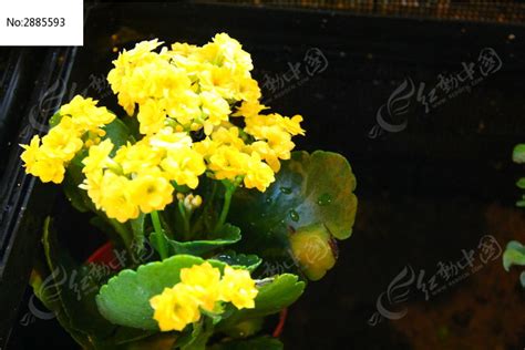 盆栽里的小黄花高清图片下载 红动中国